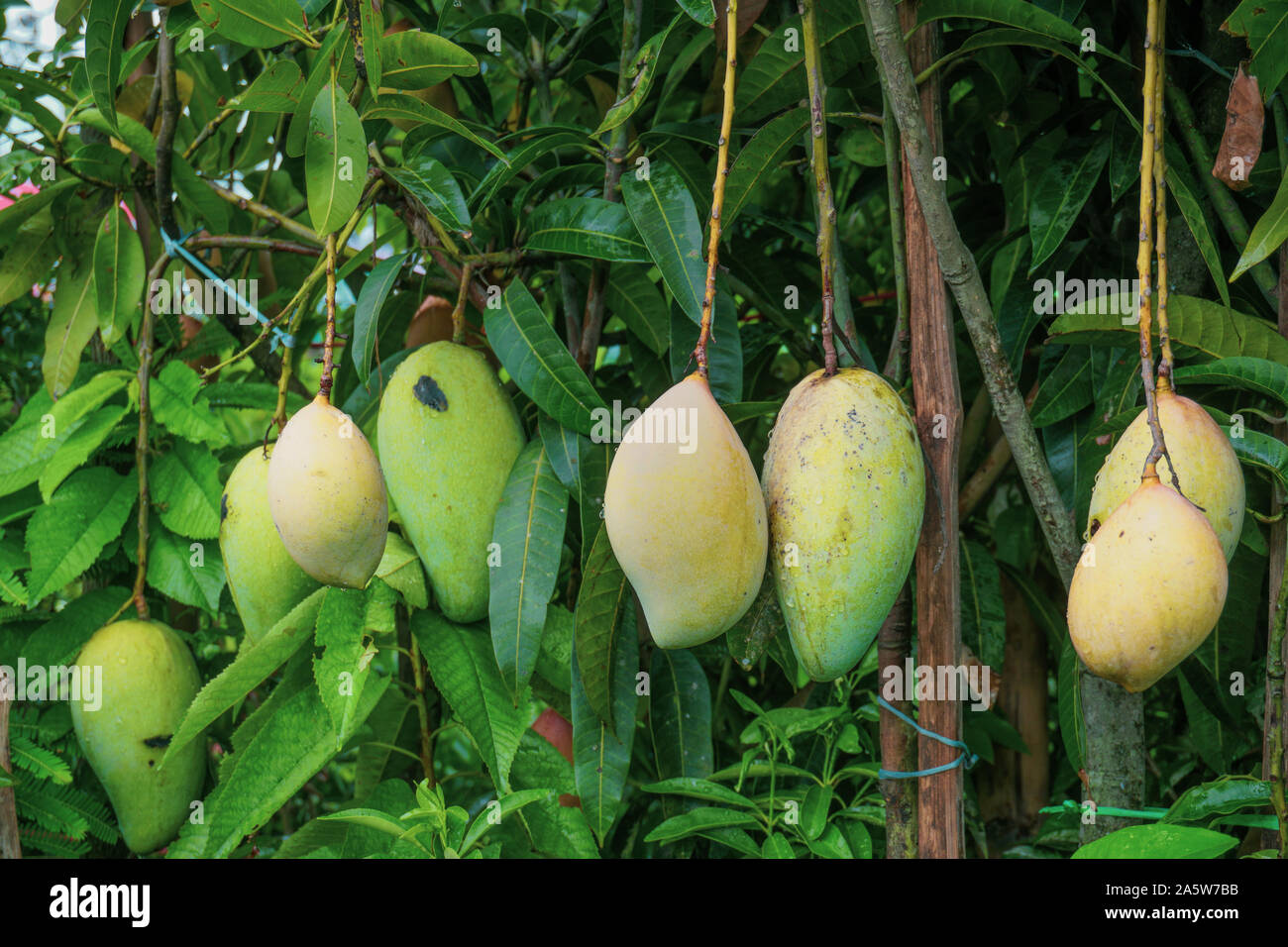 Hanging mango leaf hi-res stock photography and images - Alamy