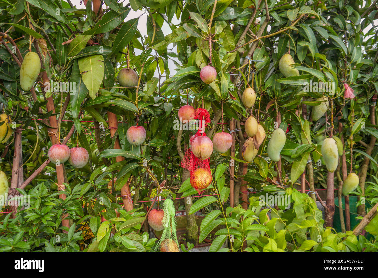 A mango hangs in a beautiful garden. This is a delicious fruit. Mango ...