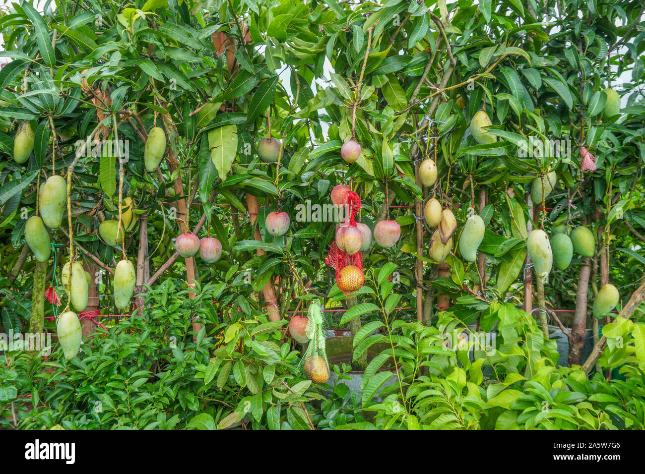 Mango farm hi-res stock photography and images - Alamy