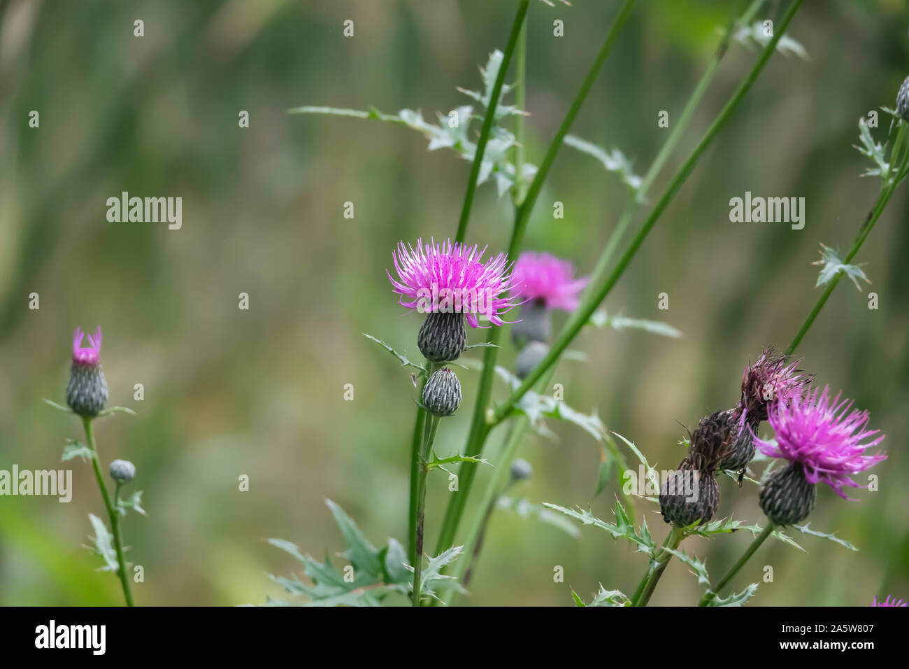 Field Thistle Flowers in Bloom in Summer Stock Photo - Alamy