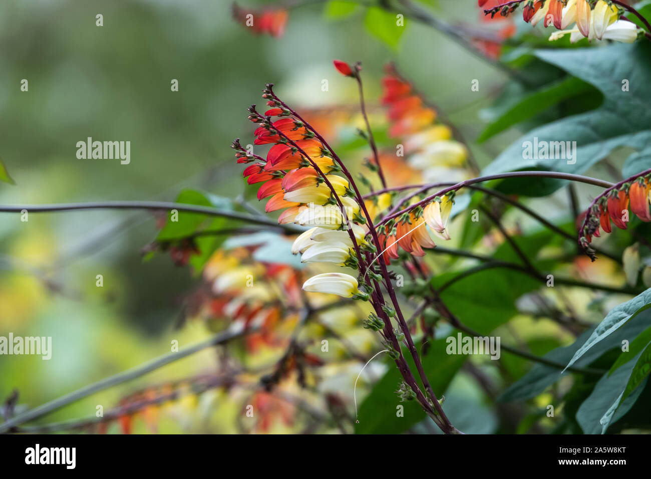 Fire vine inflorescences in summer hi-res stock photography and images ...