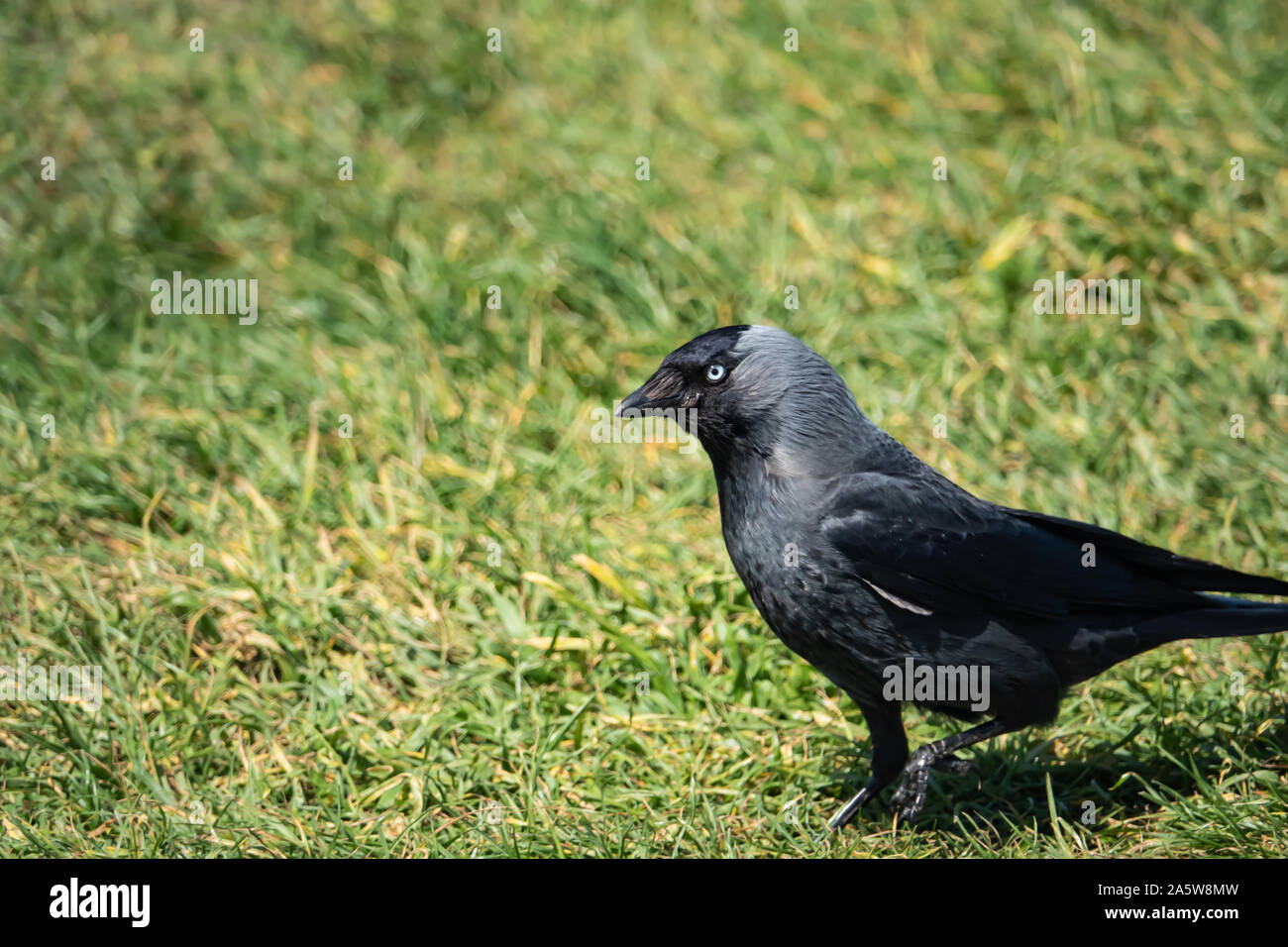 Eurasian Jackdaw on Ground in Springtime Stock Photo - Alamy