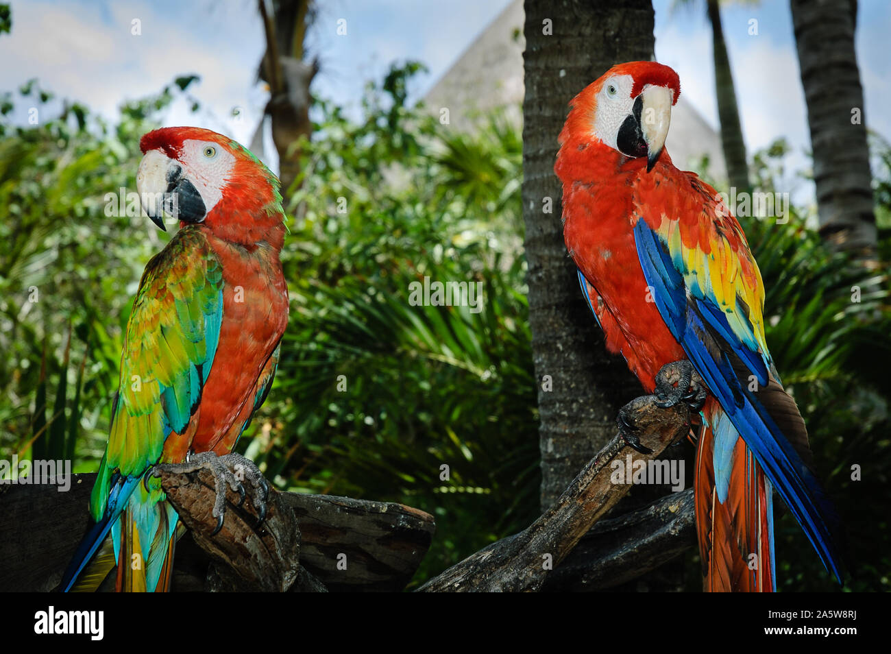 Parrot wallpaper hi-res stock photography and images - Alamy