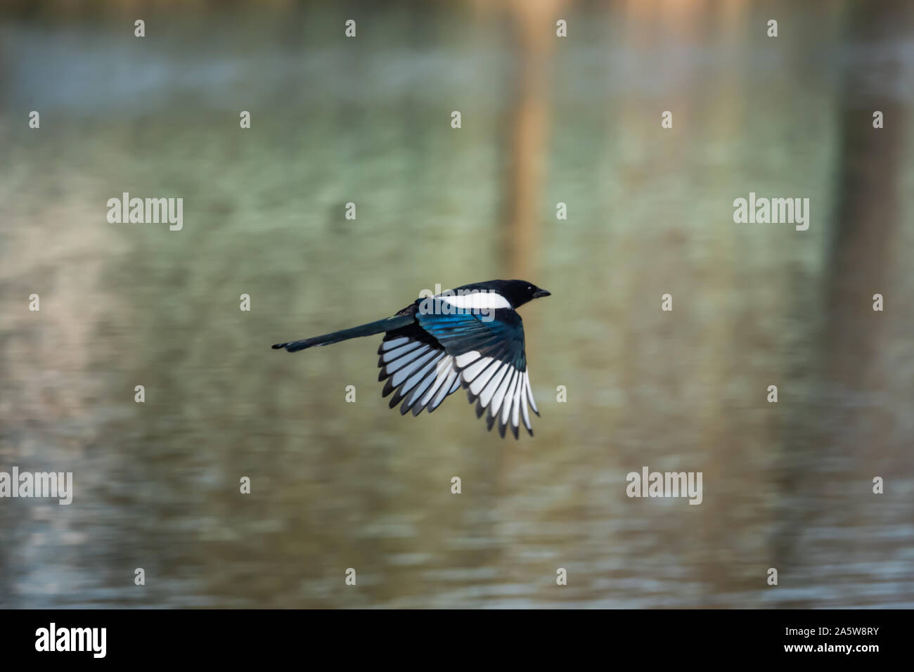 Magpie spread wings hi-res stock photography and images - Alamy