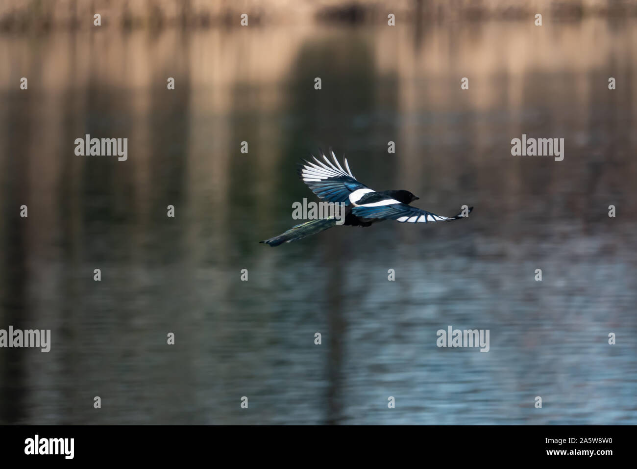 Magpie bird with wings spread hi-res stock photography and images - Alamy