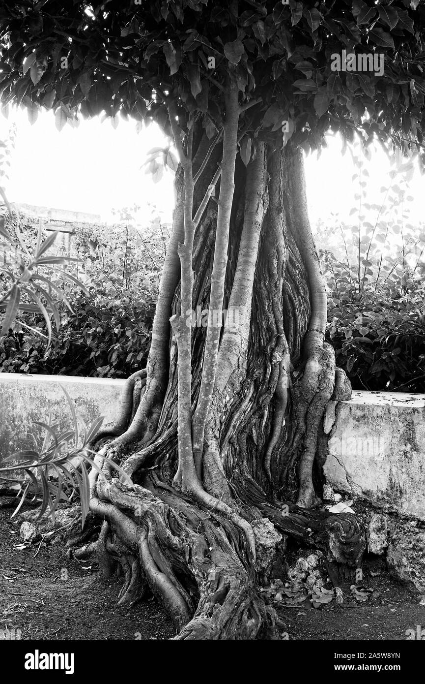 Tree Roots Black And White High Resolution Stock Photography and Images ...