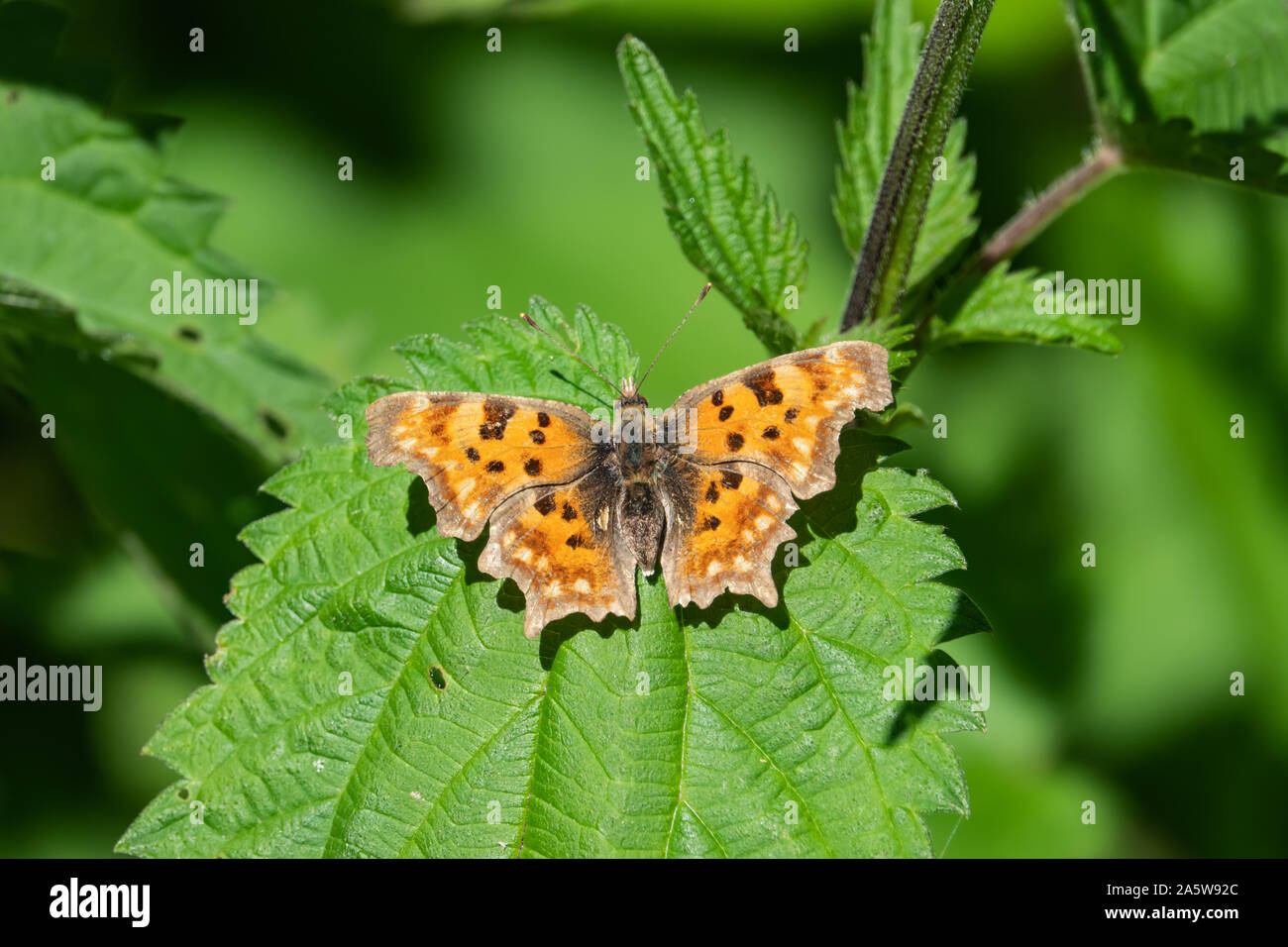 Butterfly Abdomen High Resolution Stock Photography and Images - Alamy