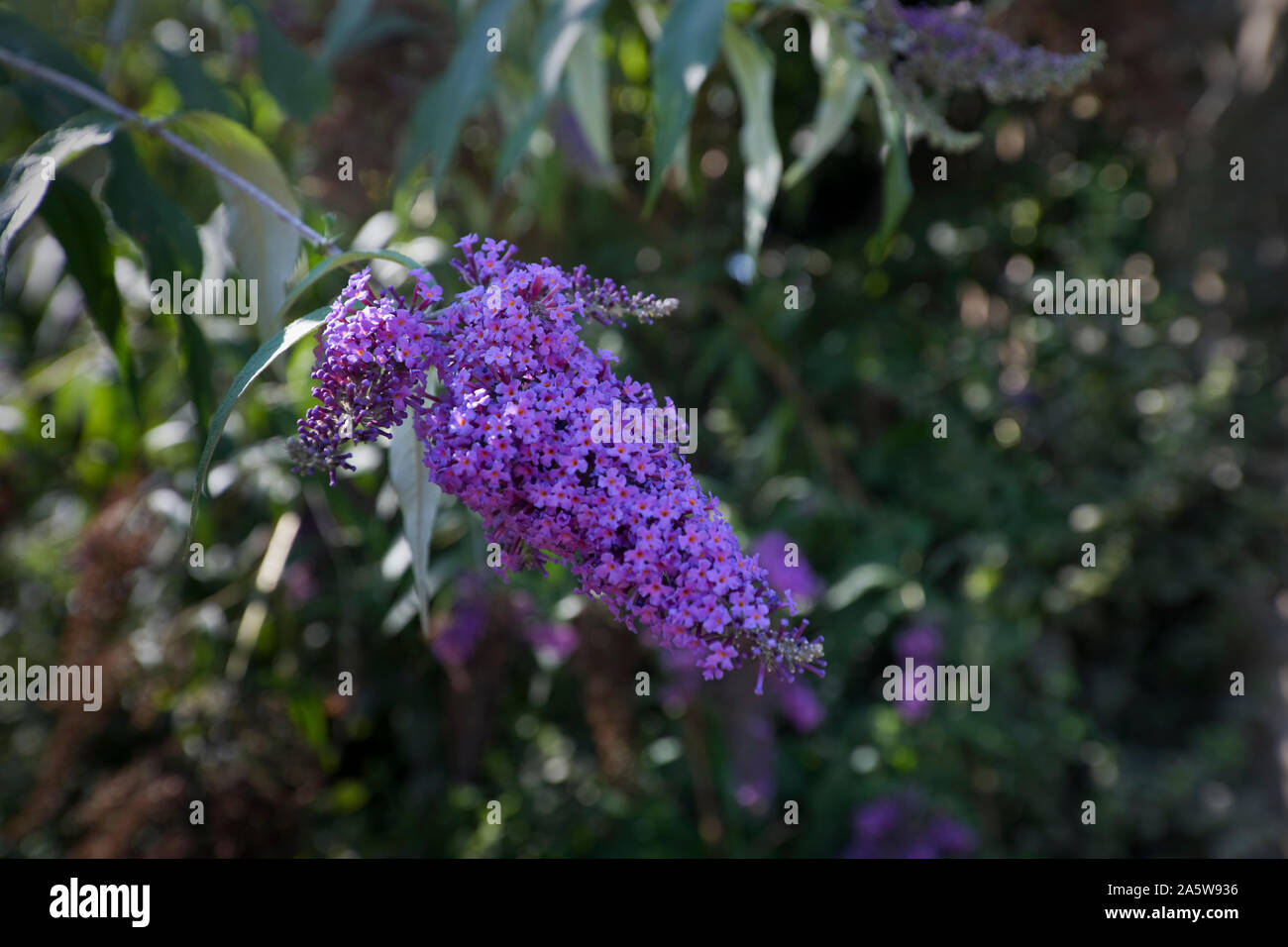 Buddleia garden border hi-res stock photography and images - Alamy