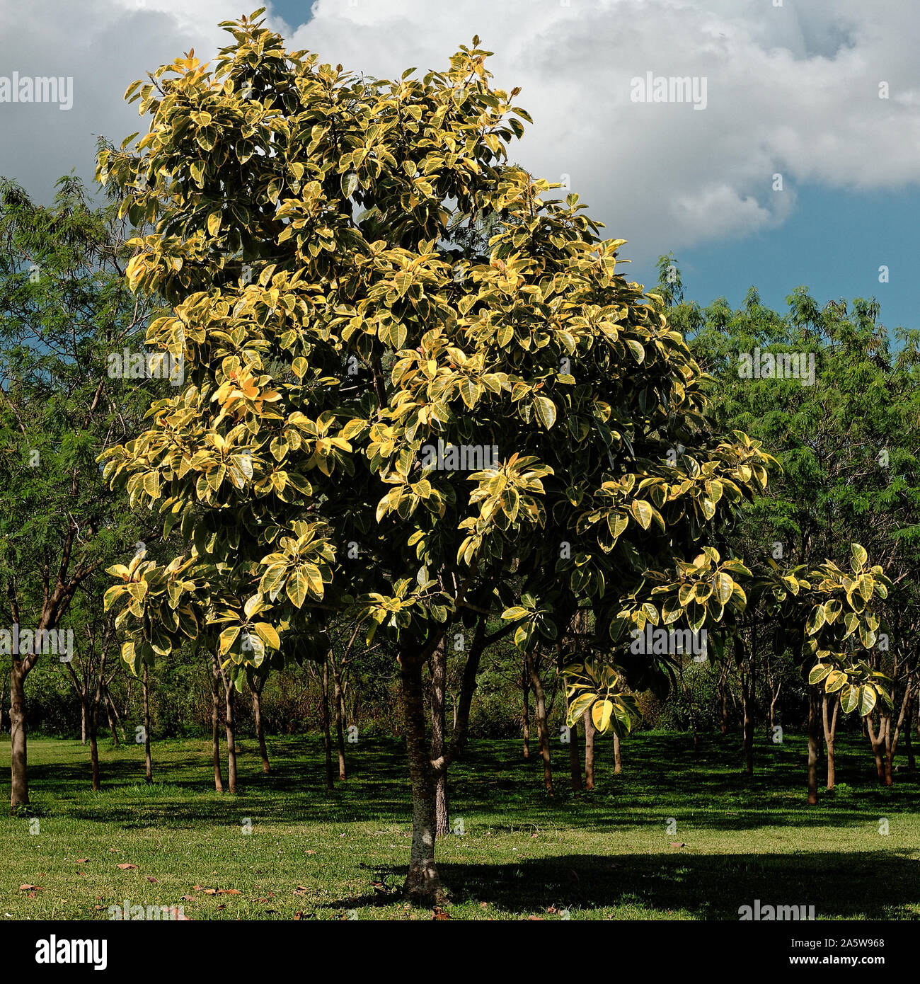 Yellow green grass hi-res stock photography and images - Alamy