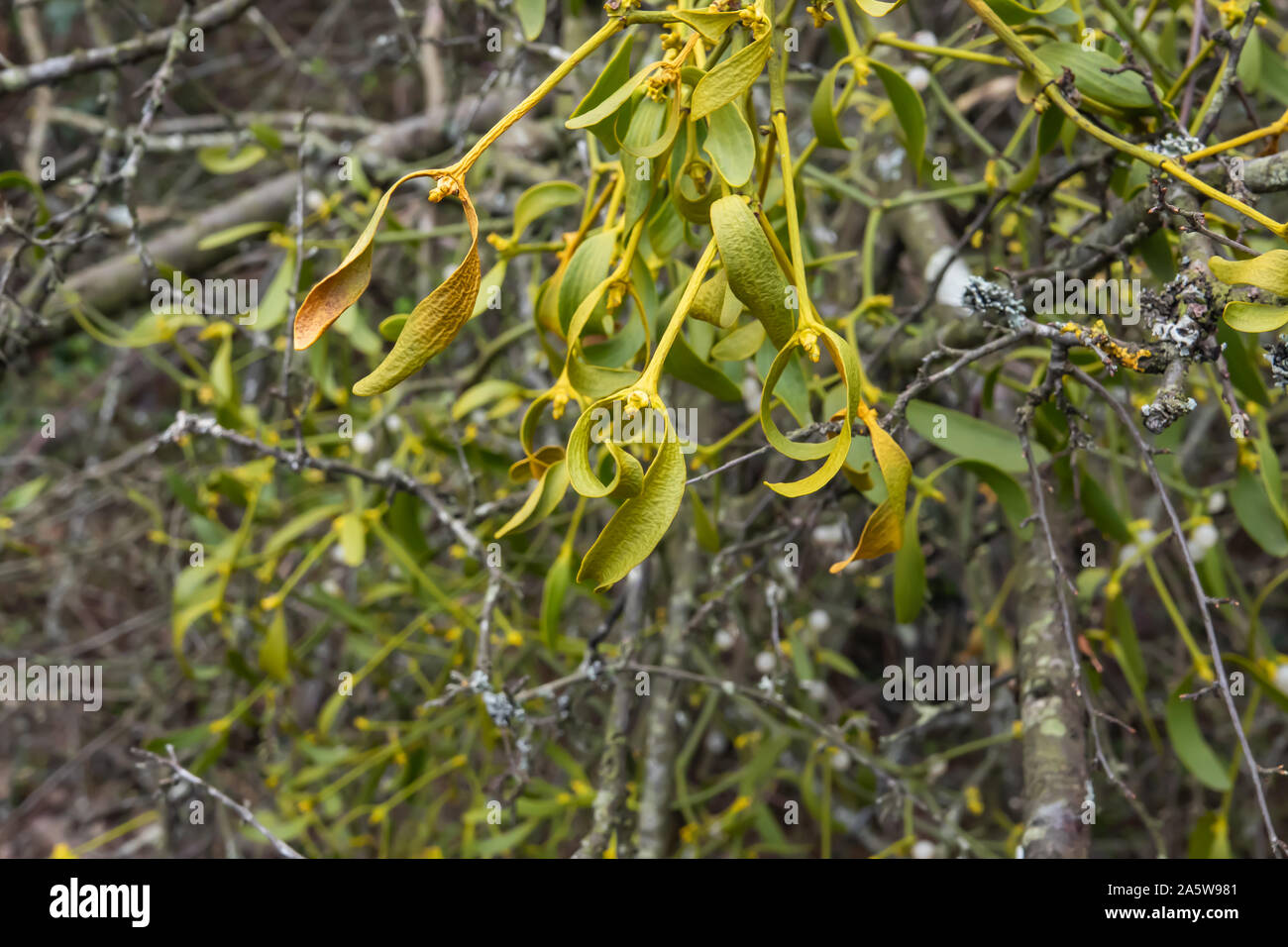 European Mistletoe Plant in Winter Stock Photo - Alamy