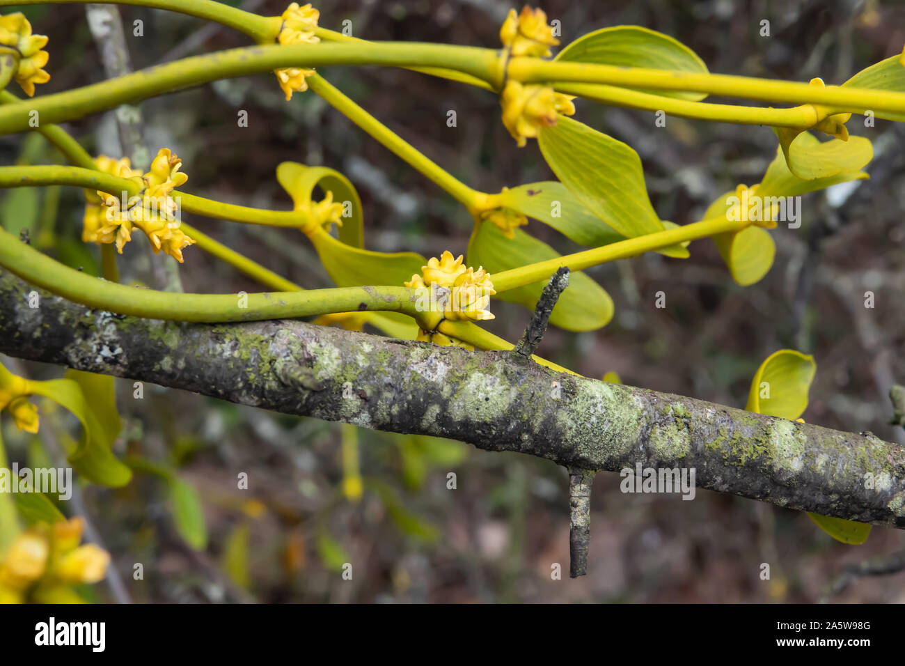 Mistletoe in bloom hi-res stock photography and images - Alamy