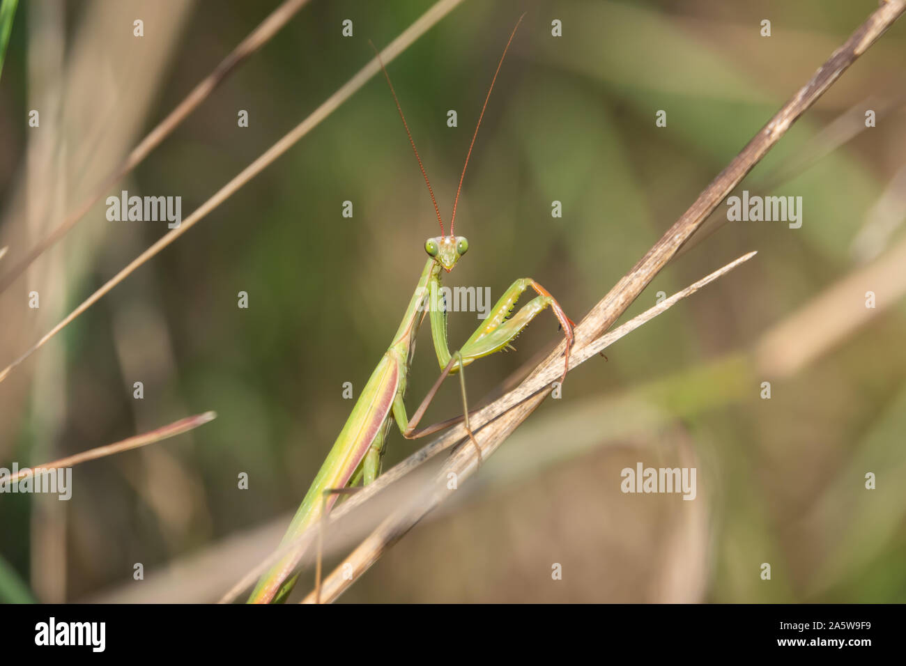 Mantis With Arms Up High Resolution Stock Photography and Images - Alamy