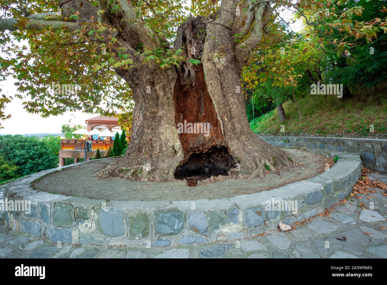 The oldest plane tree located in Kakheti region, Georgia. Telavi's ...
