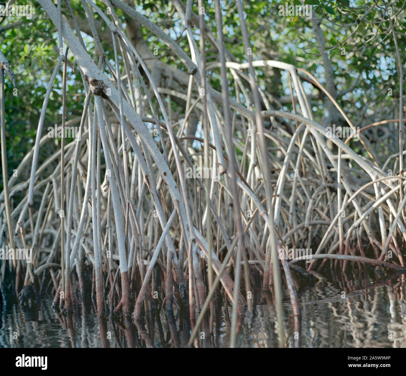 Mangrove swamp yucatan mexico hi-res stock photography and images - Alamy