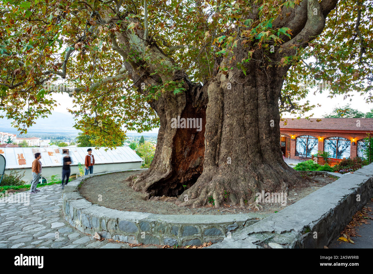 The oldest plane tree located in Kakheti region, Georgia. Telavi's ...