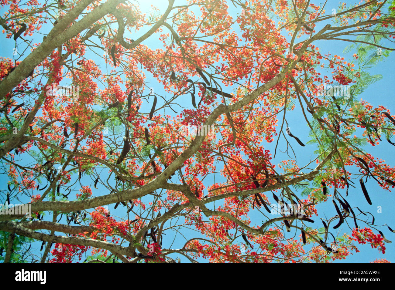 Red flamboyan hi-res stock photography and images - Alamy