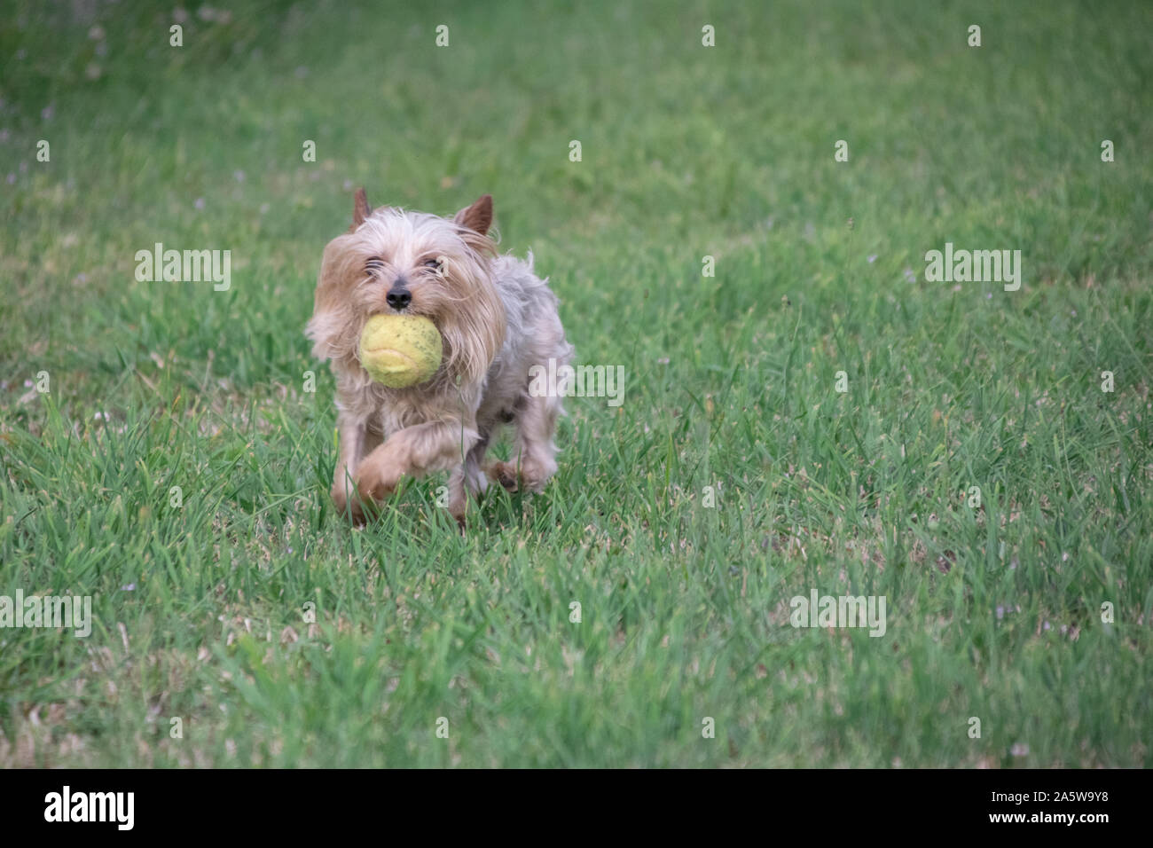 Yorkshire terrier playing in park hi-res stock photography and images ...