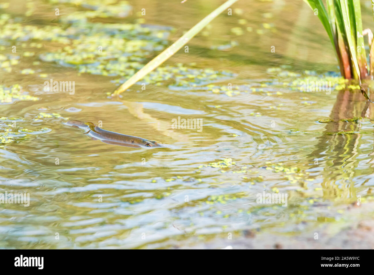 Northern pike fish swimming in river. Nature and fishing concept Stock ...