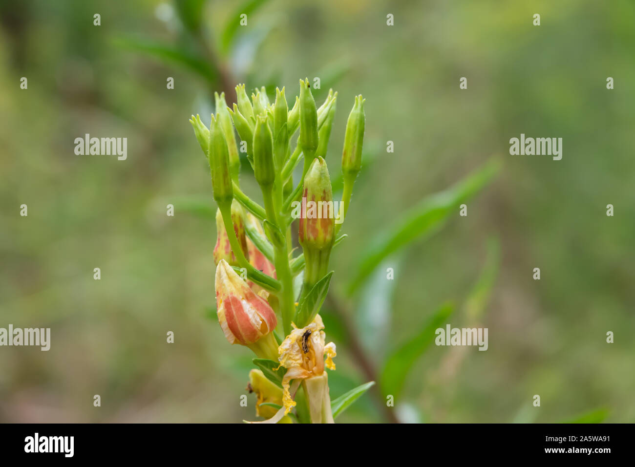 Primrose buds leaves hi-res stock photography and images - Alamy