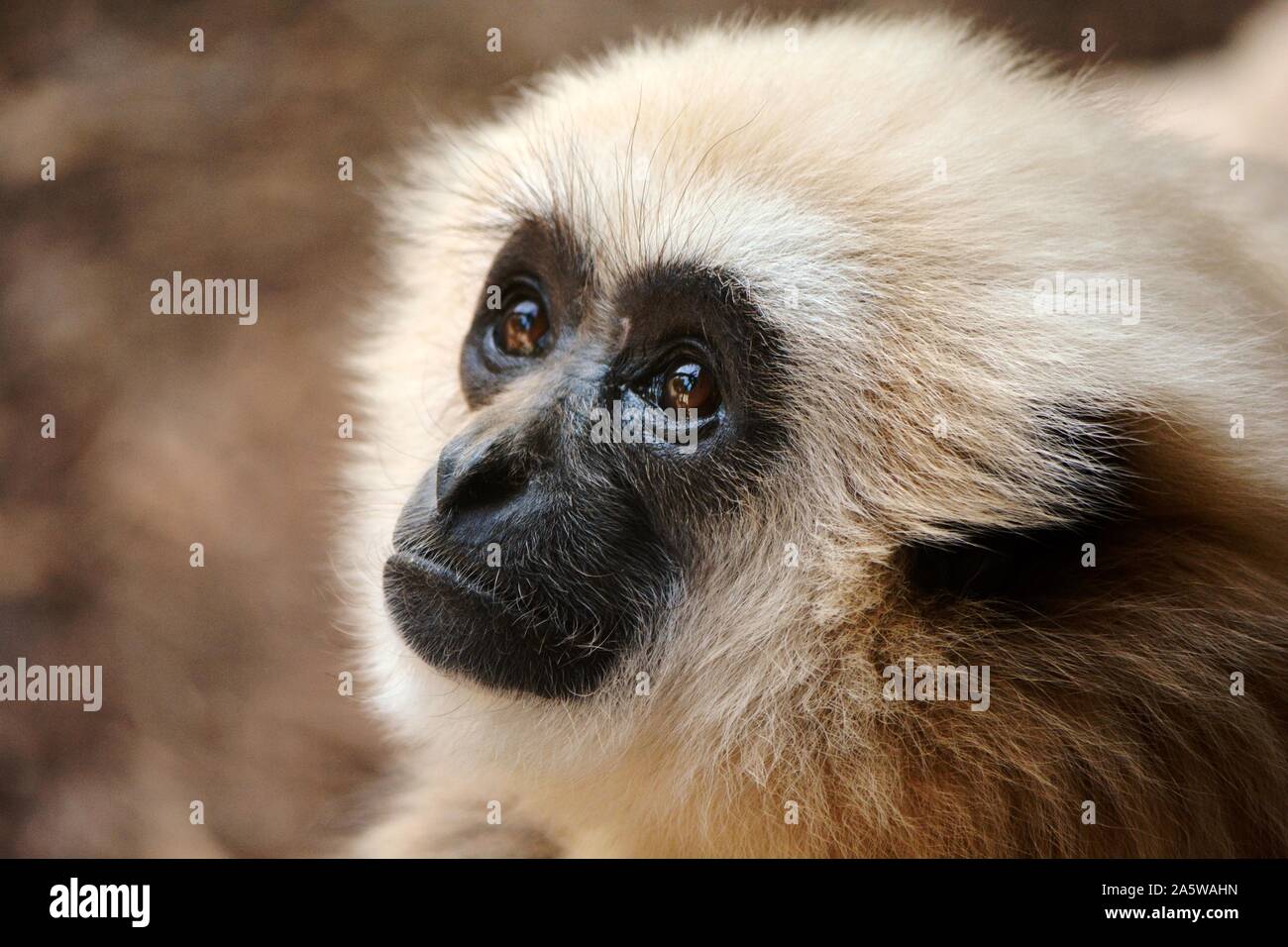 Gibbon Face