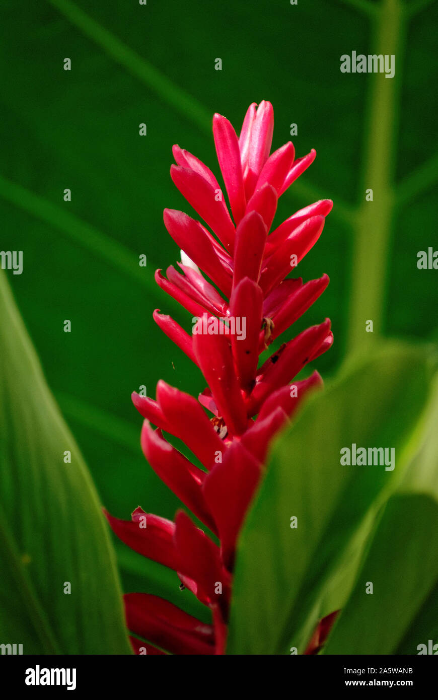 Detail of red ginger (Alpina purpurata Stock Photo - Alamy