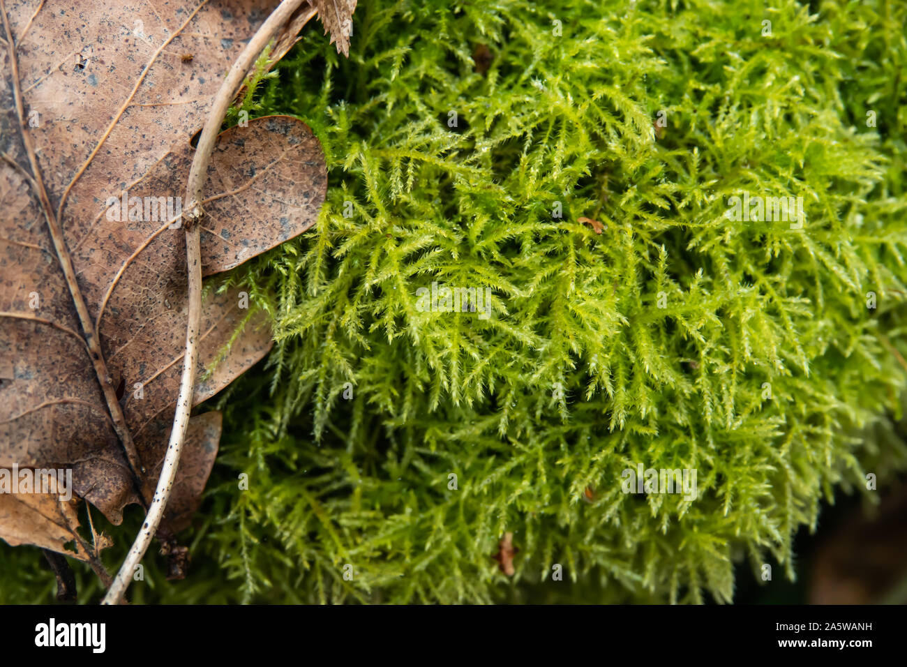 Feather Moss Growing in Winter Stock Photo - Alamy