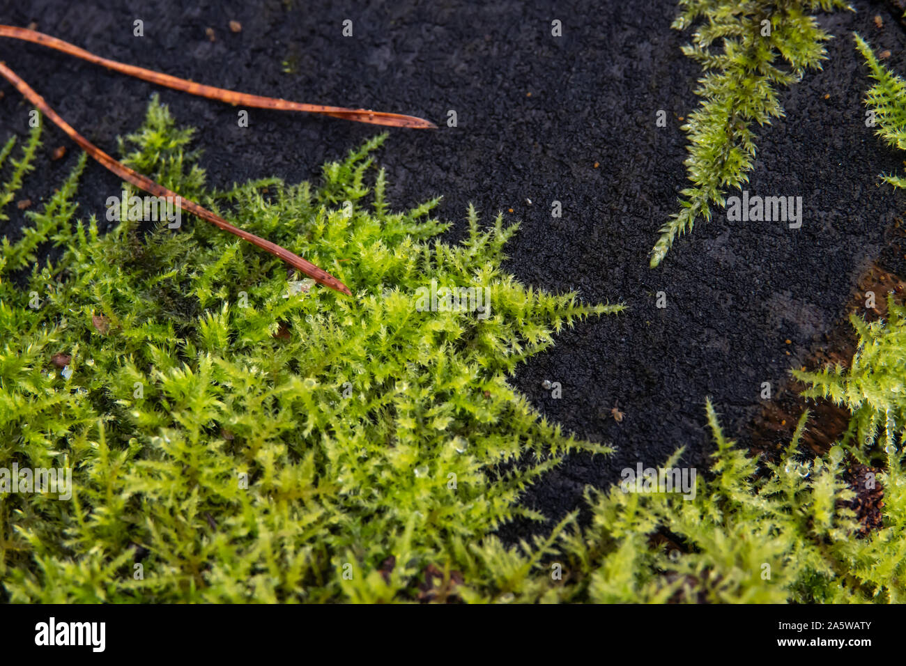 Feather Moss Growing in Winter Stock Photo - Alamy