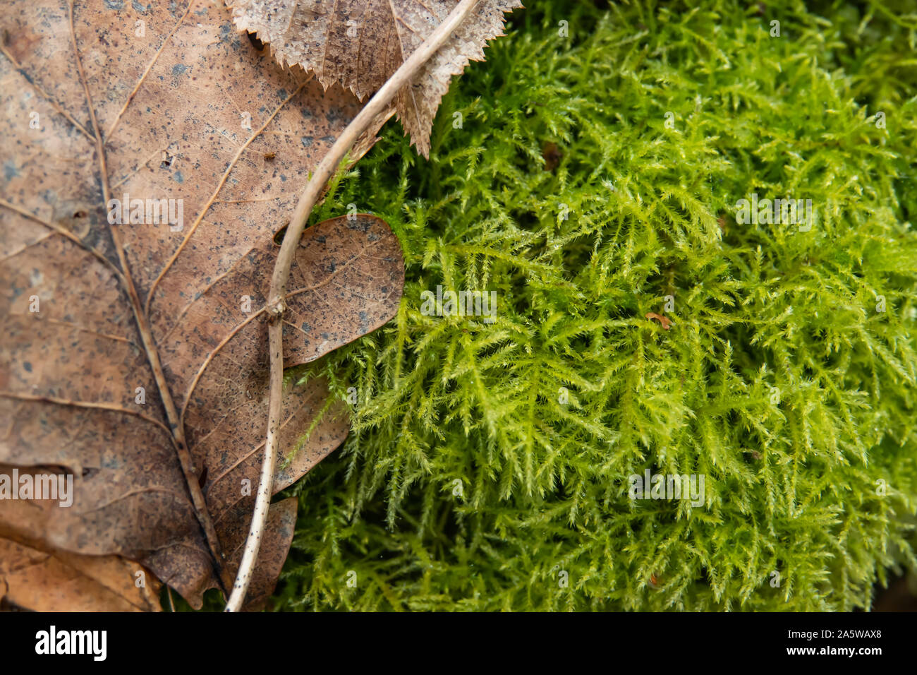 Feather Moss Growing in Winter Stock Photo - Alamy