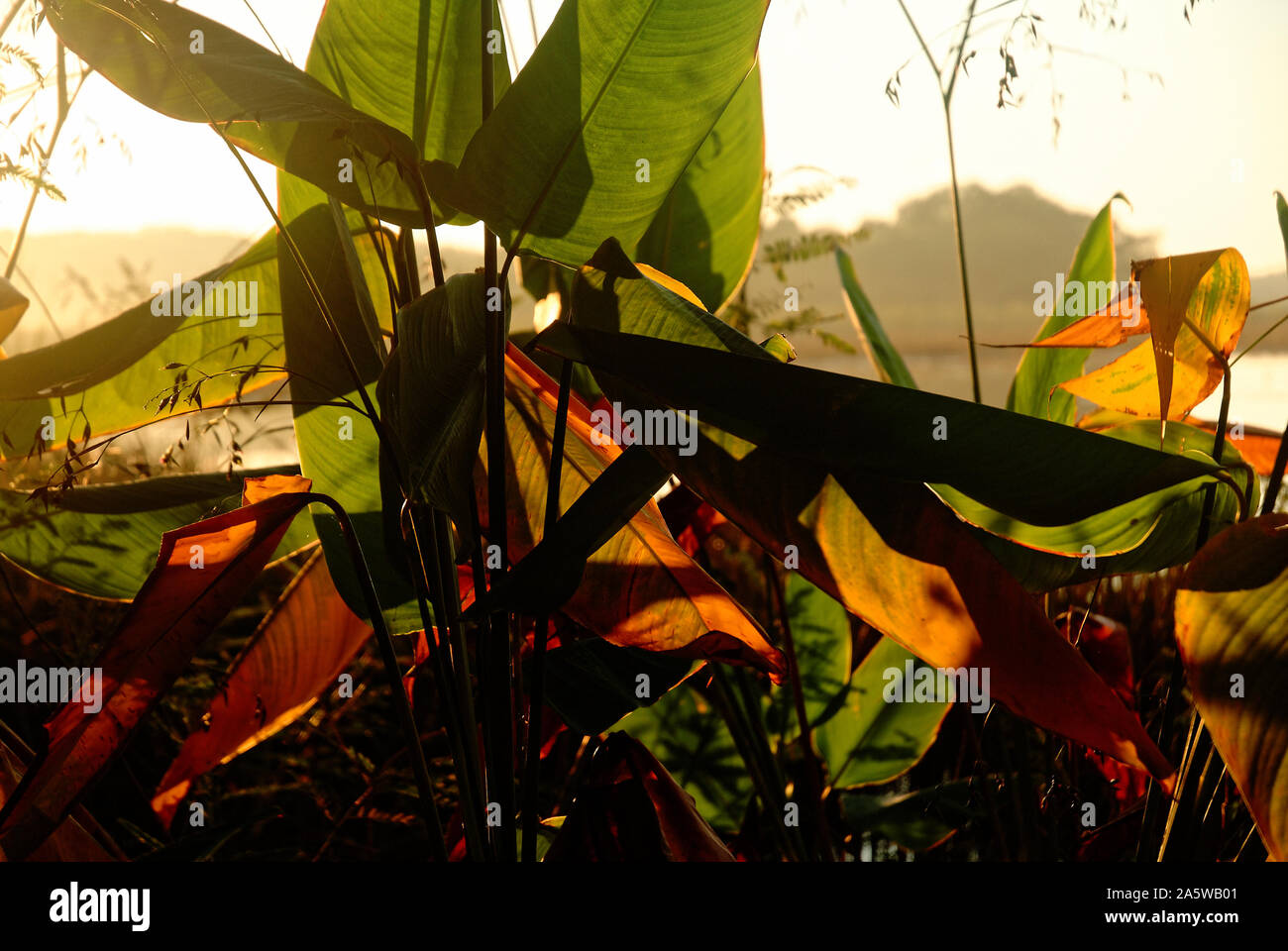 Campeche, Mexico - November 17, 2014: Baklit plant Stock Photo - Alamy