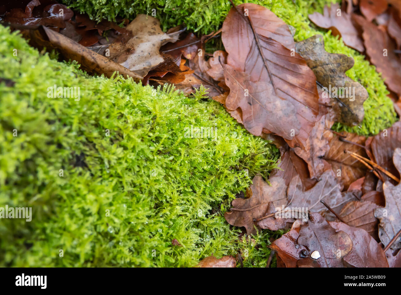 Feather Moss Growing in Winter Stock Photo - Alamy