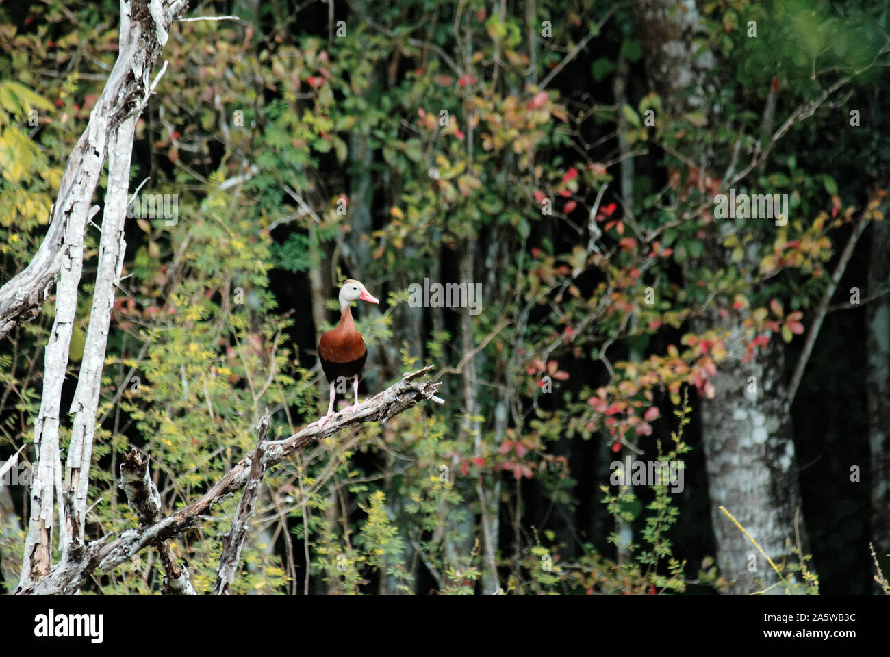 Campeche, Mexico - November 17, 2014: Black-bellied whistling duck on a ...
