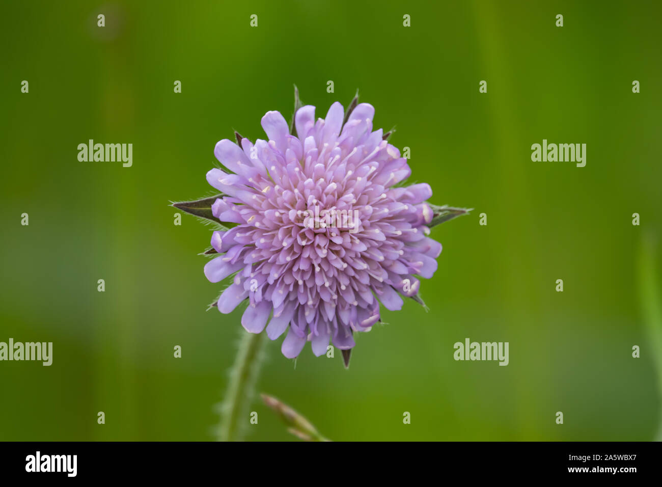 Field Scabious Flowers in Bloom in Springtime Stock Photo - Alamy