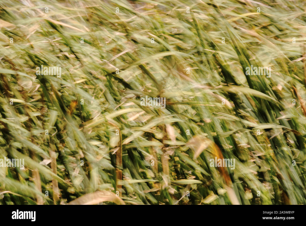Gramineae grass hi-res stock photography and images - Alamy