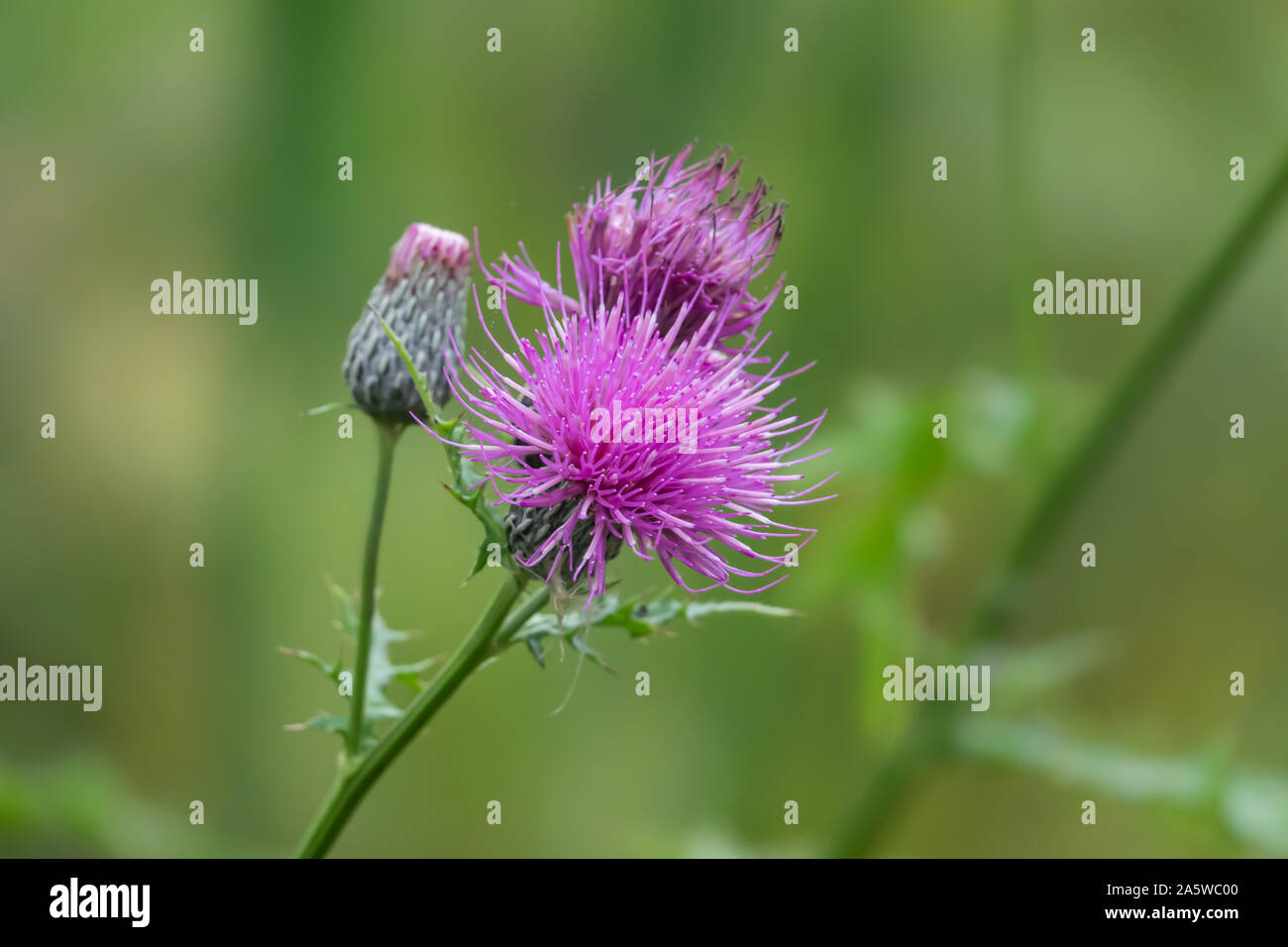 Field Thistle Flowers in Bloom in Summer Stock Photo - Alamy