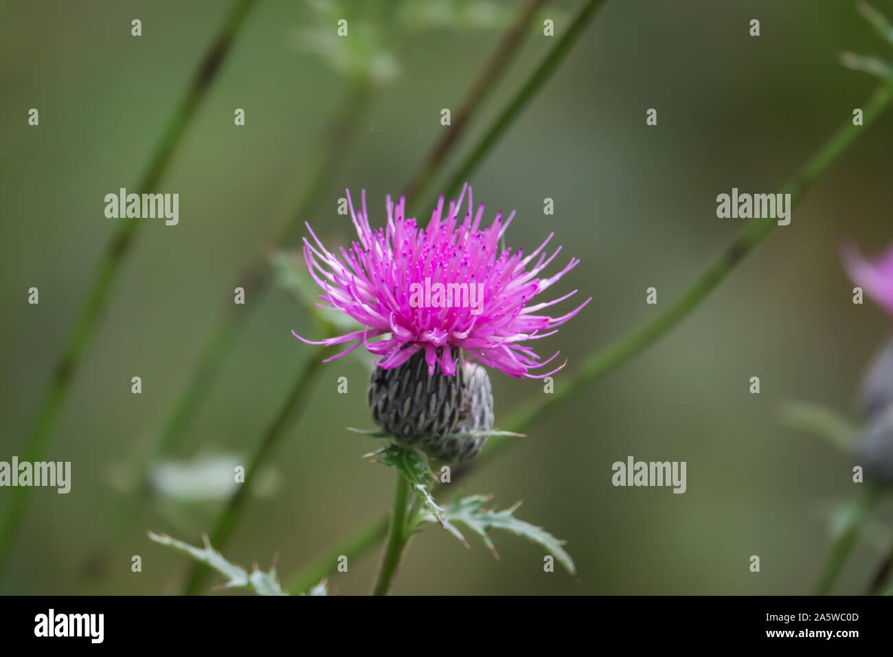 Field Thistle Flowers in Bloom in Summer Stock Photo - Alamy