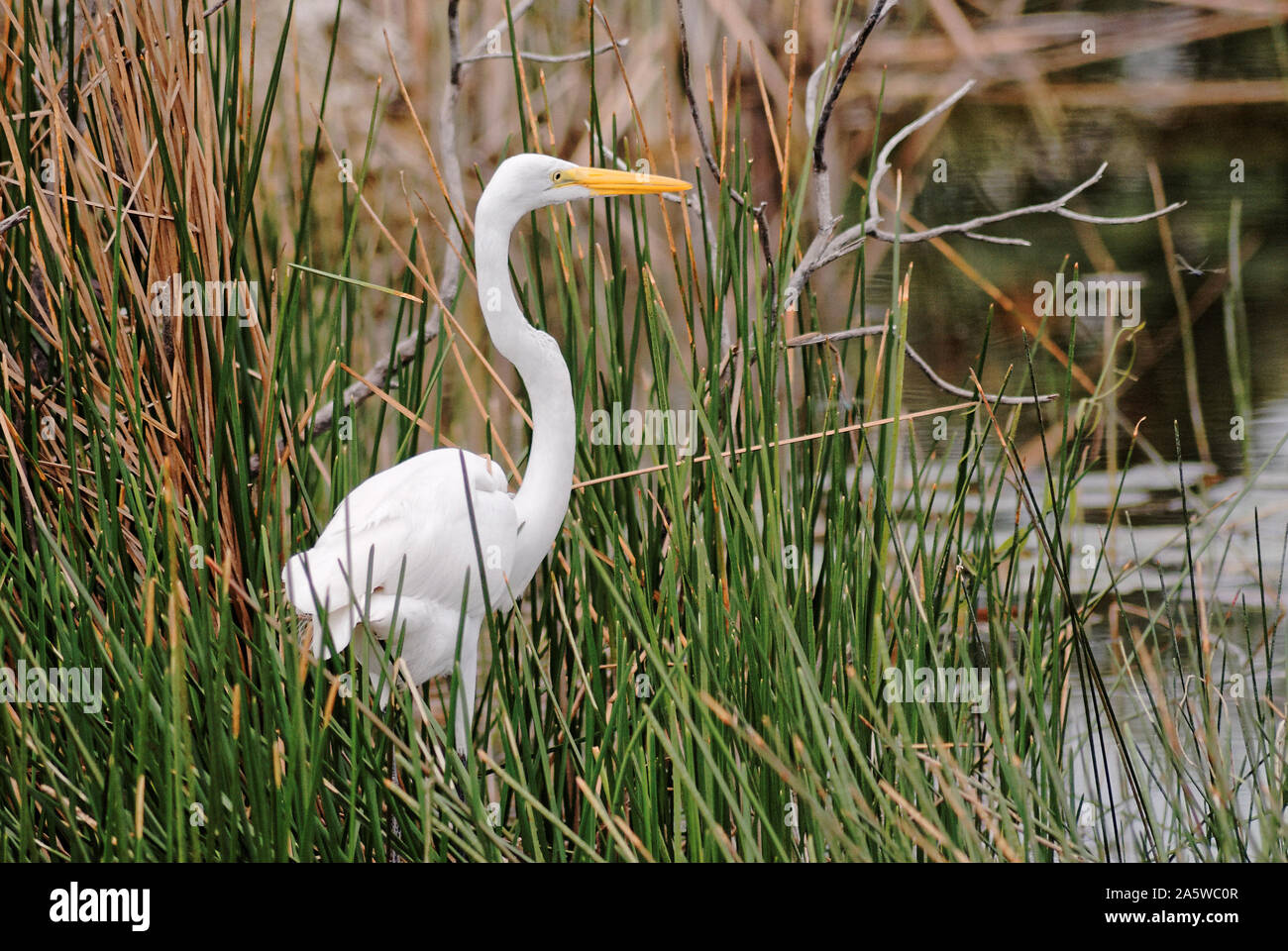 Tropical birding hi-res stock photography and images - Alamy