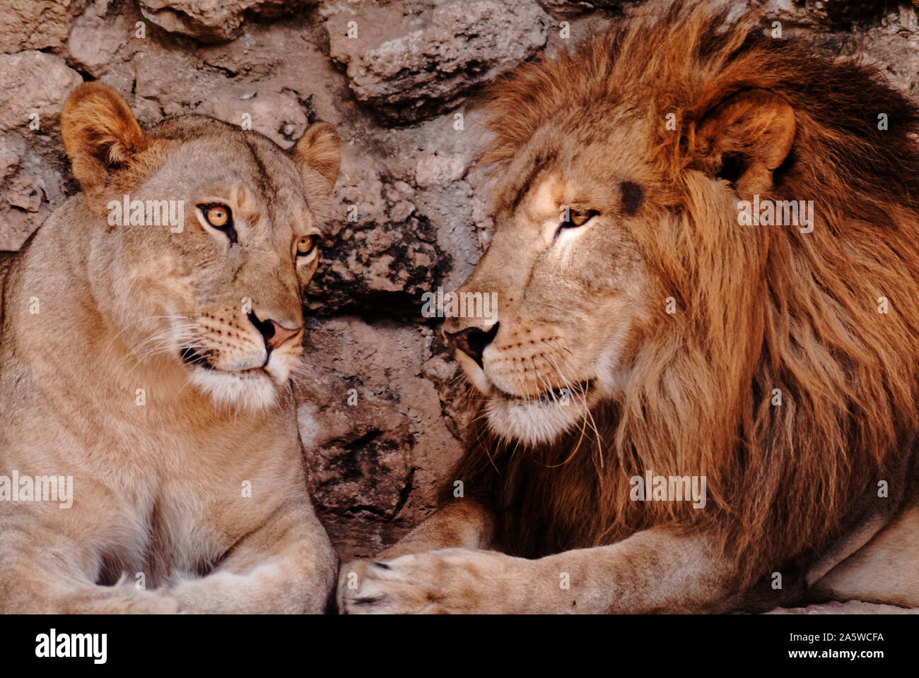 Merida, Yucatan, Mexico February 11, 2012: A lion and a lioness take ...