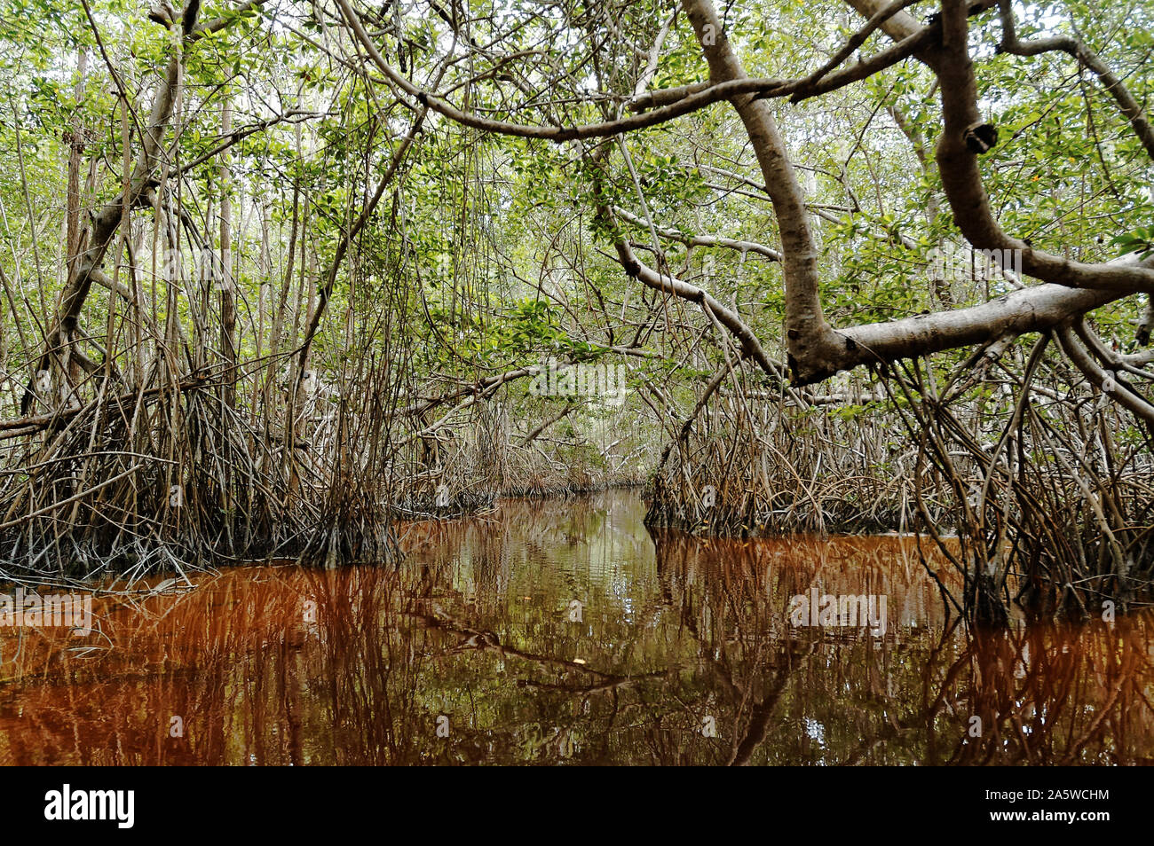 Mangrove biome hi-res stock photography and images - Alamy
