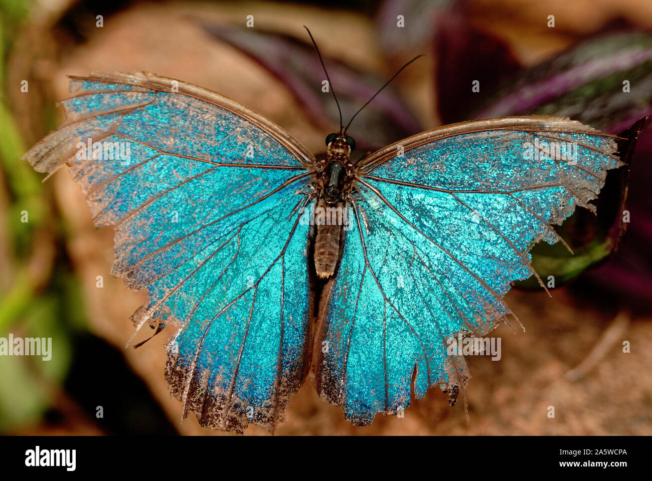 Blue morpho butterfly morpho helenor hi-res stock photography and ...