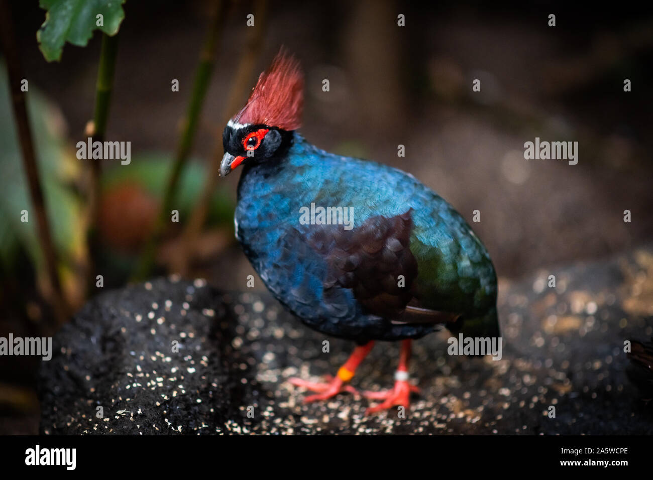 Bristol, UK. 10 October 2019. Crested partridge (Rollulus rouloul) also ...