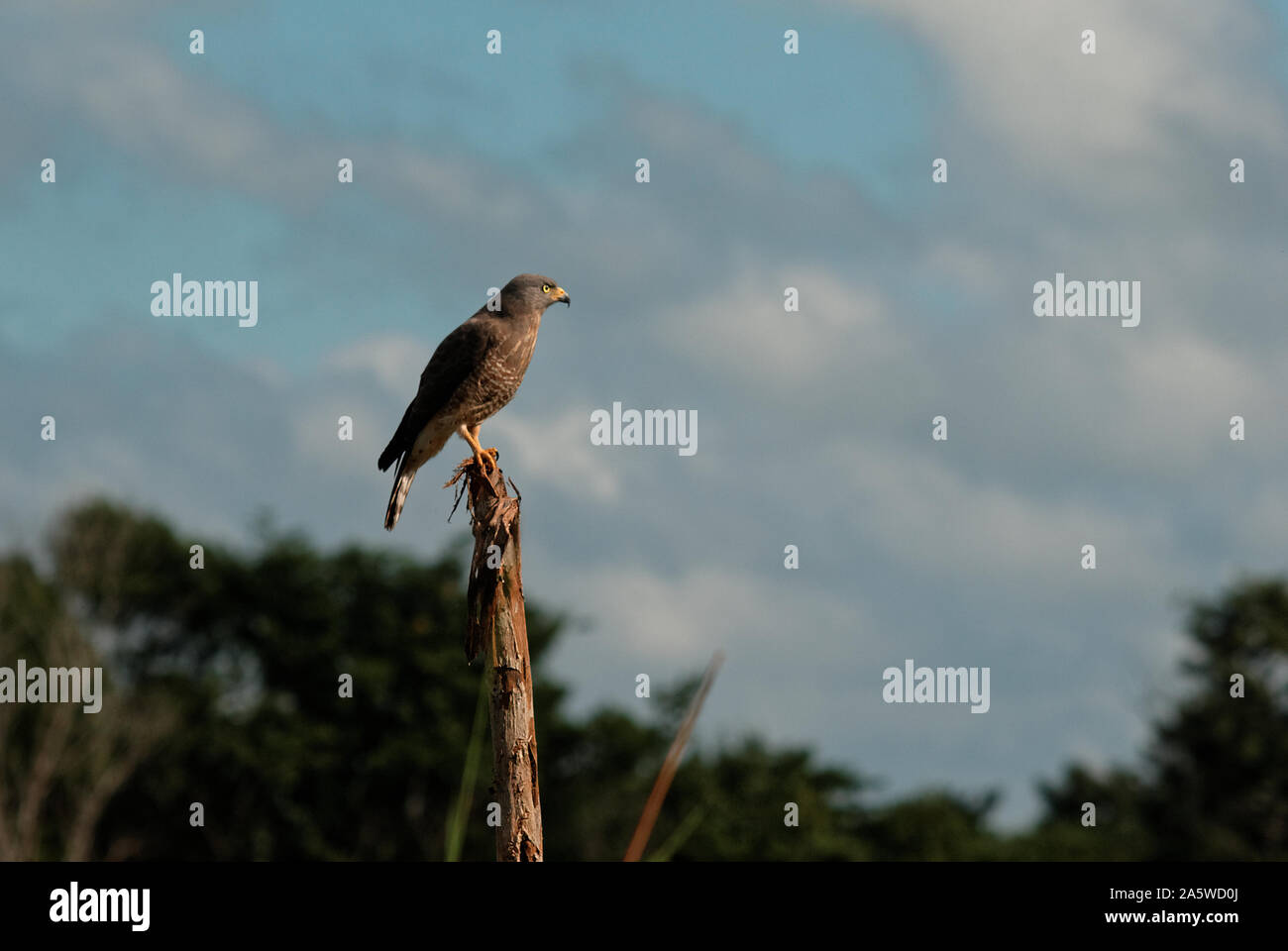 Campeche, Mexico - November 17, 2014: Roadside hawk resting on a fence ...