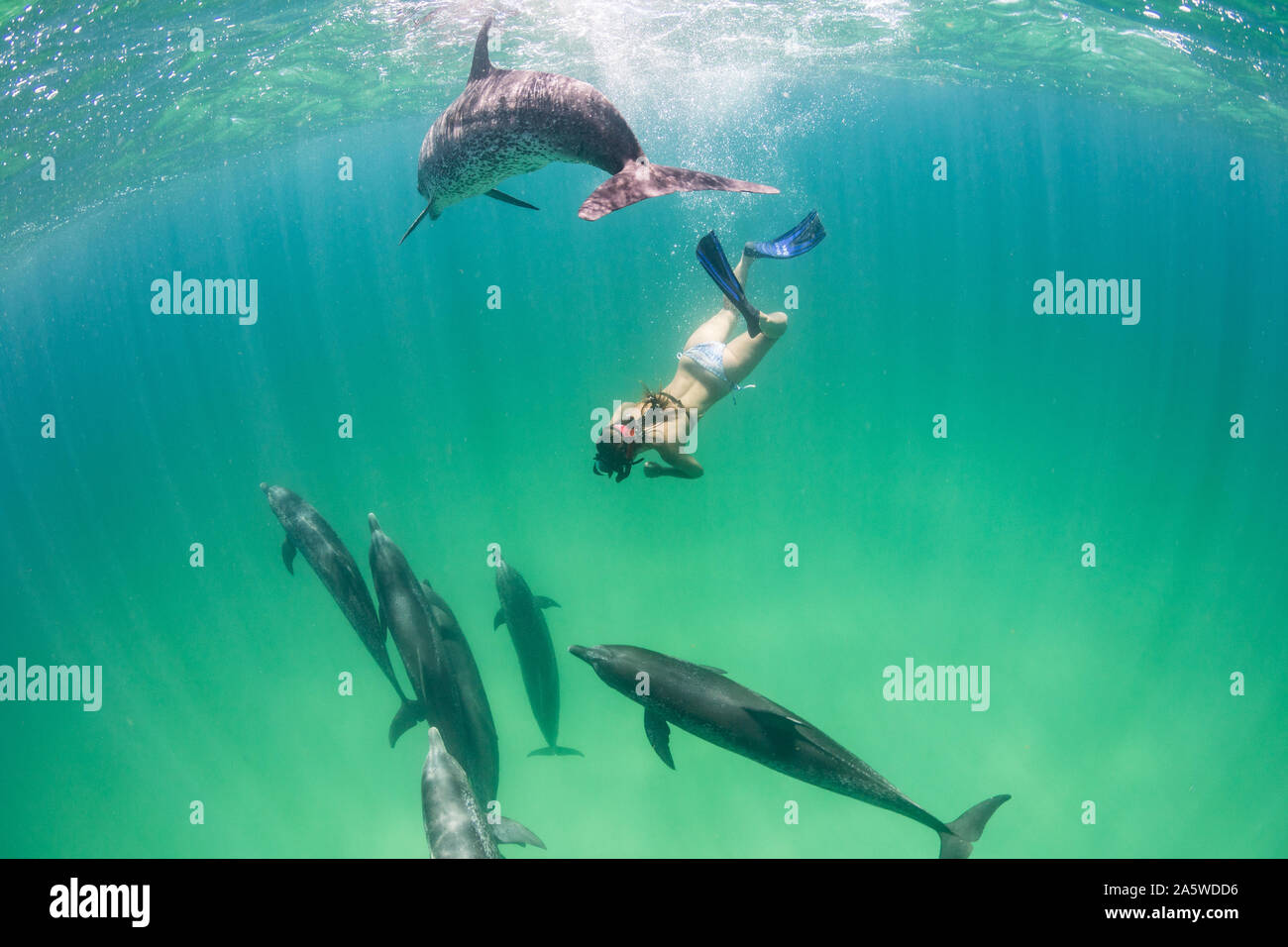 A woman snorkeler dives down towards a friendly pod of Atlantic Spotted ...