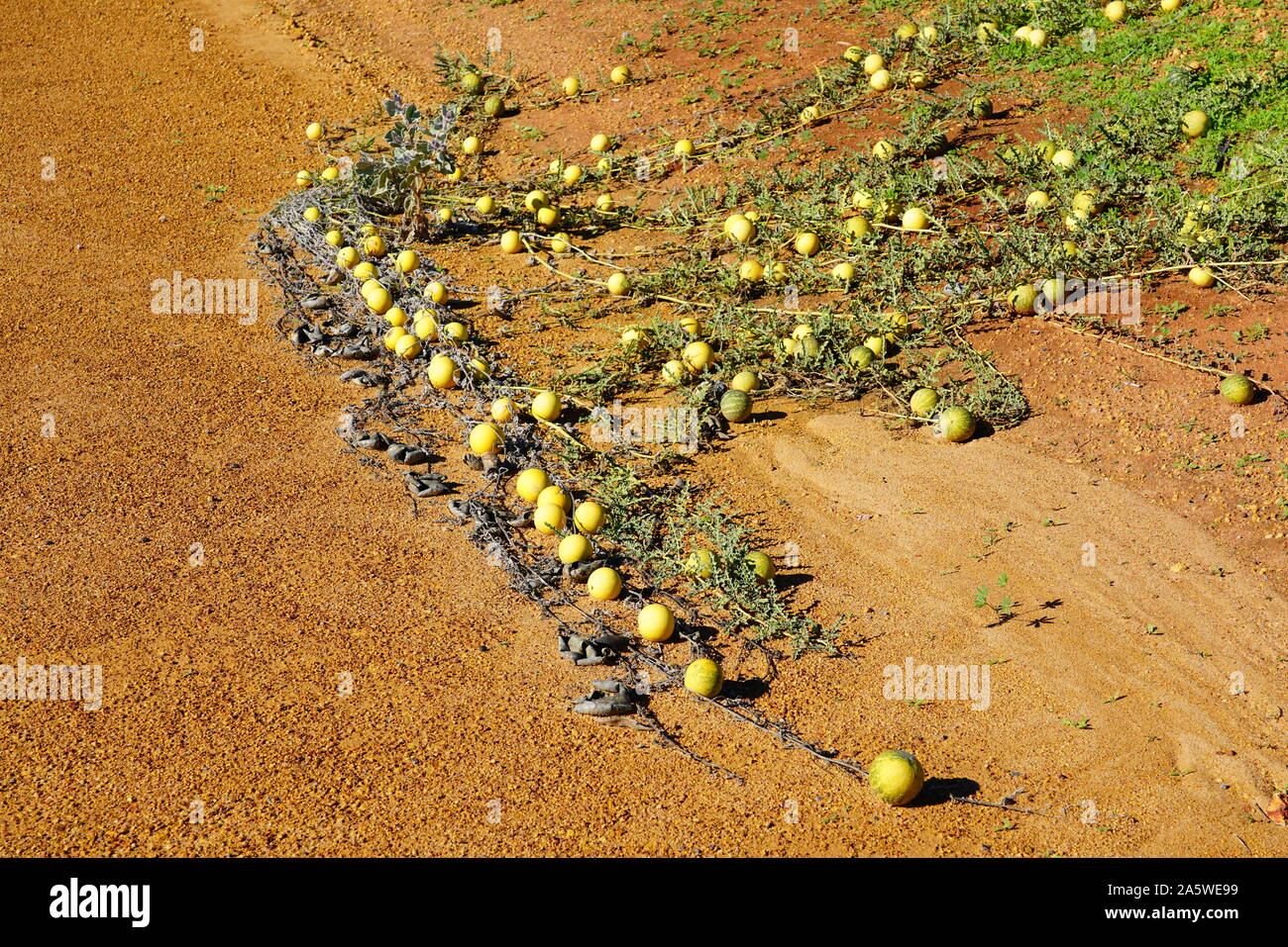 Paddy melon hi-res stock photography and images - Alamy