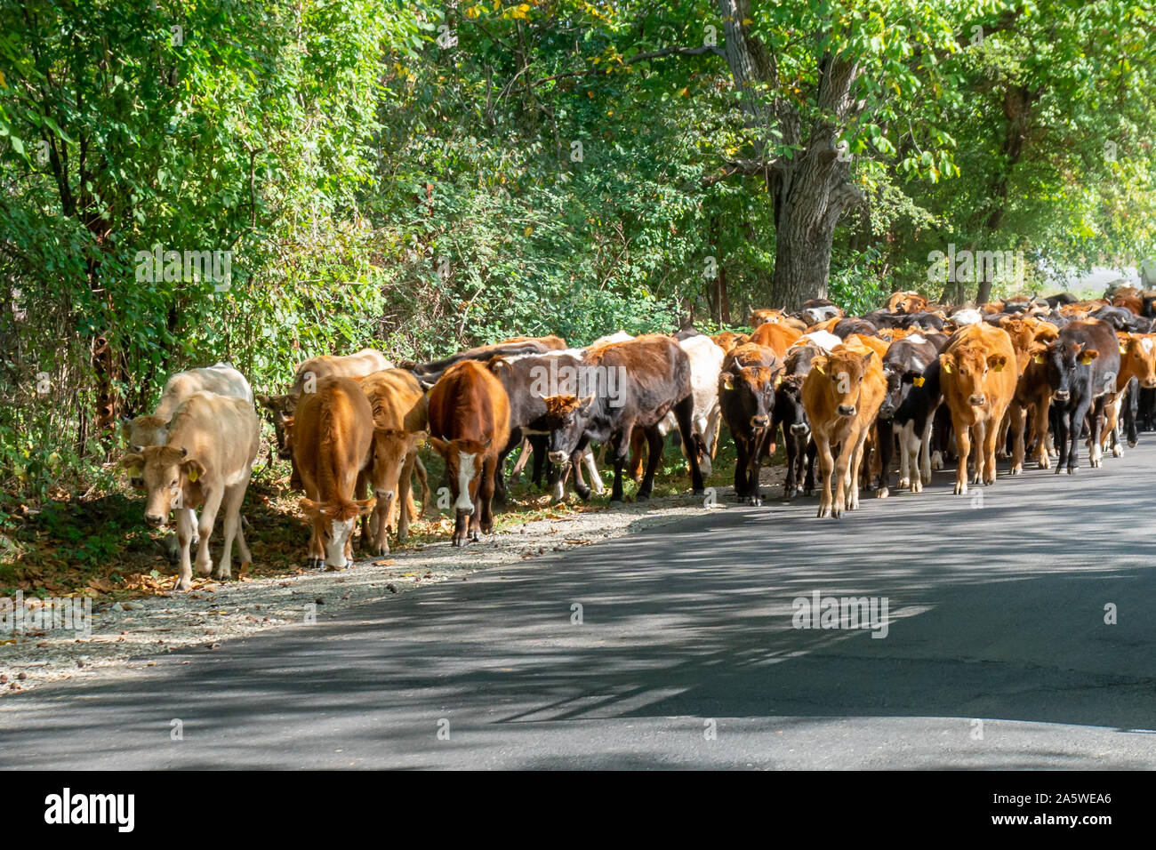 Black cows georgia hi-res stock photography and images - Alamy