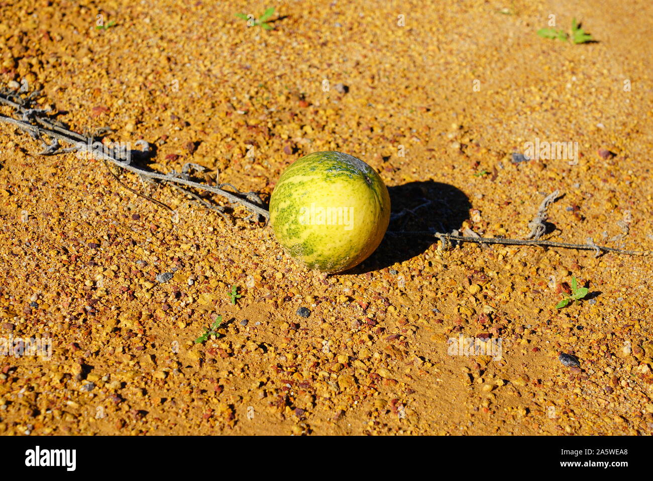 View of wild paddy melon (citrullus lanatus), an invasive species ...