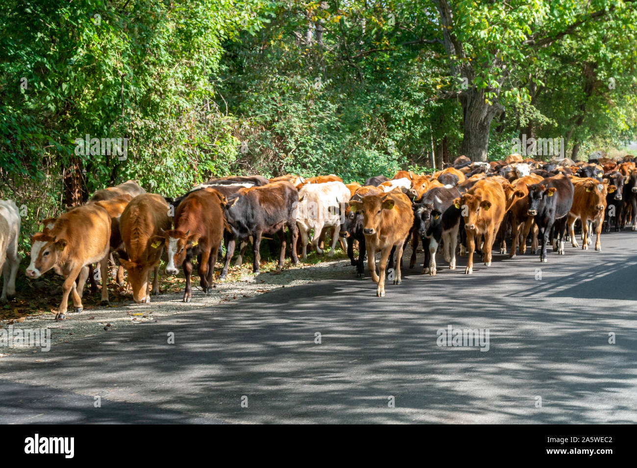 Georgia domestic animals hi-res stock photography and images - Alamy