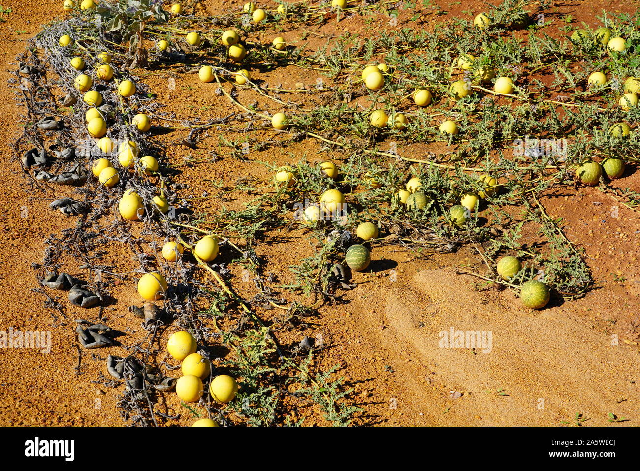 View of wild paddy melon (citrullus lanatus), an invasive species ...