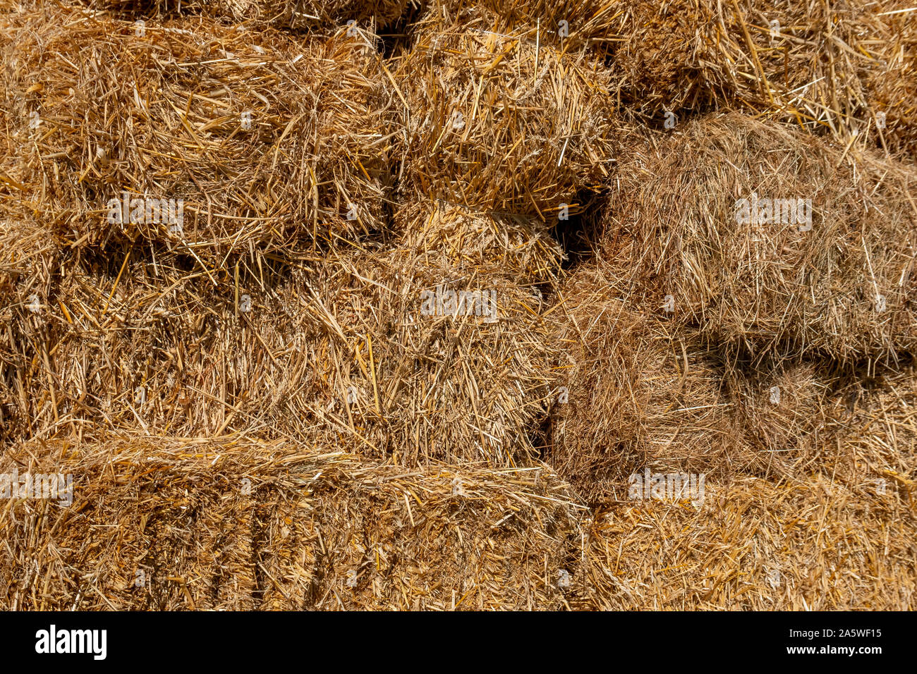 Fresh straw hay bales, food for cattle. Agriculture Stock Photo - Alamy