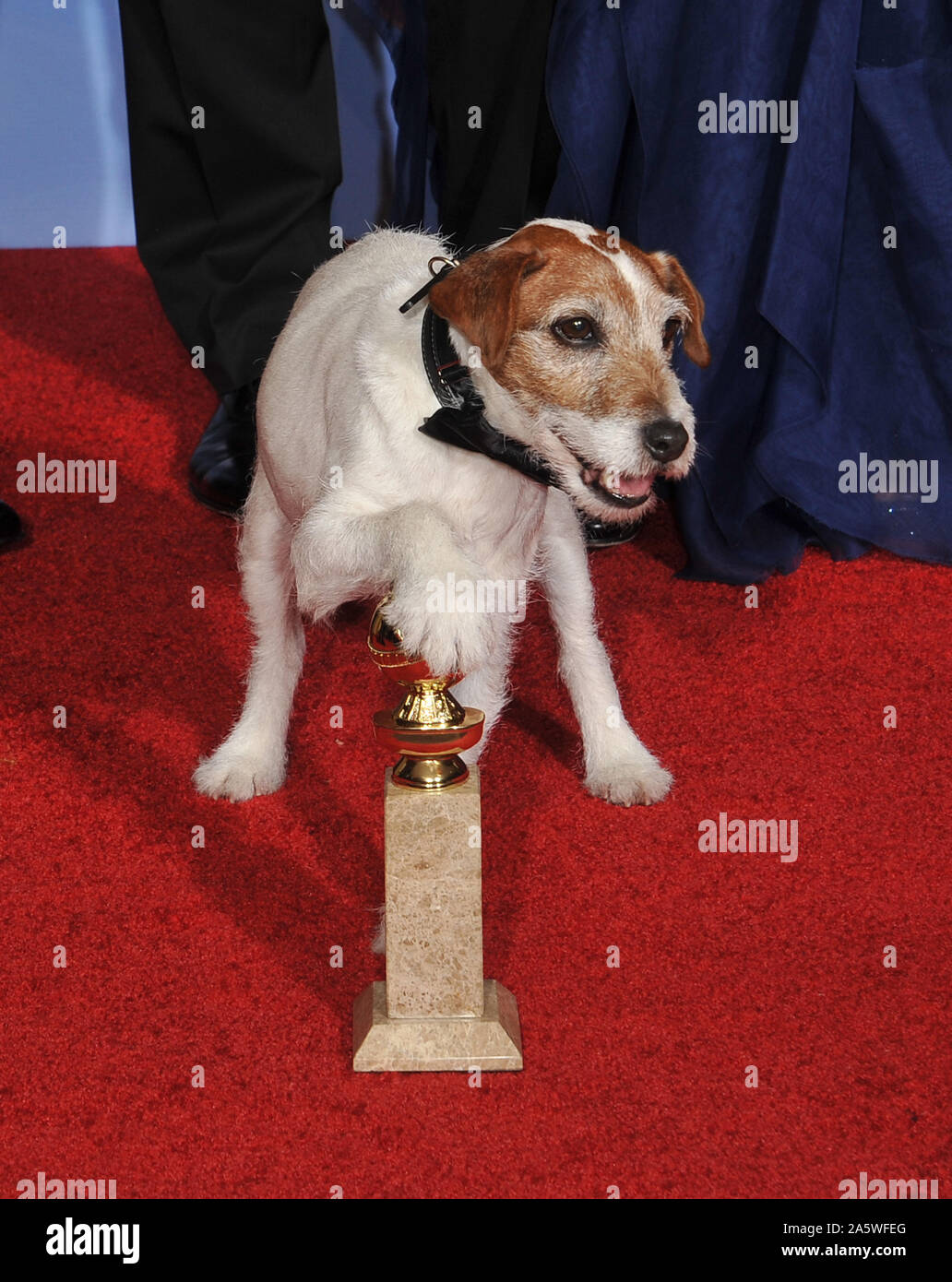 LOS ANGELES, CA. January 15, 2012: Uggie the dog star of The Artist at ...