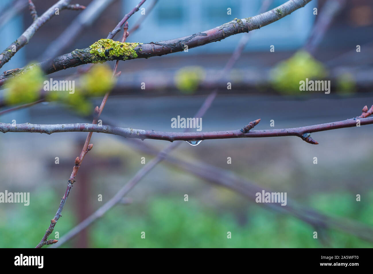 Close up a white budding flower on tree branch on blurred nature ...